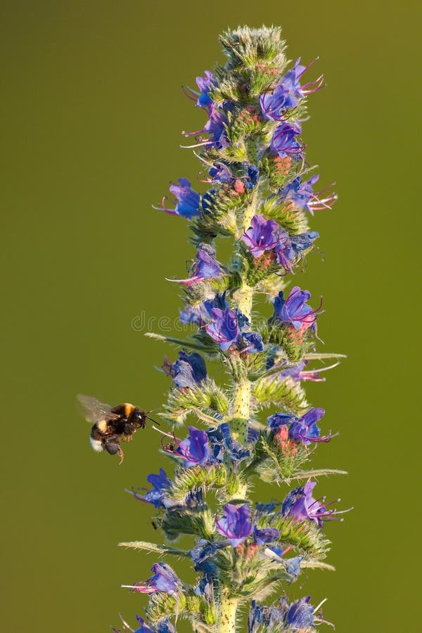 Bumble Bee Flying To the Flower Stock Photo - Image of fast, bearer ...