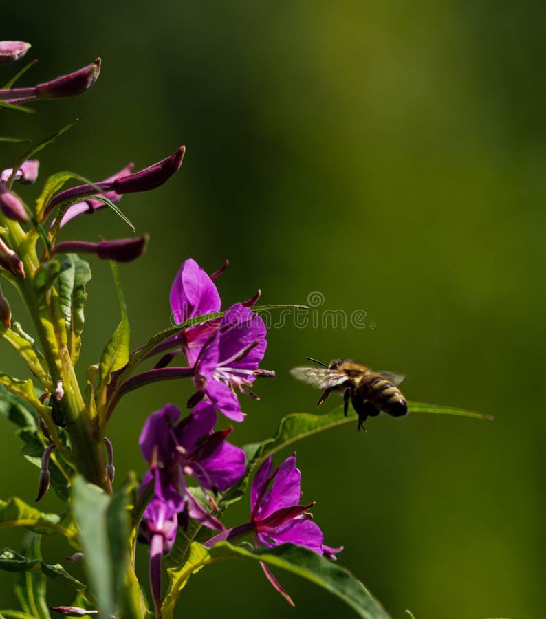 Bumble Bee Flying Towards a Wild Flower Stock Photo - Image of couple ...