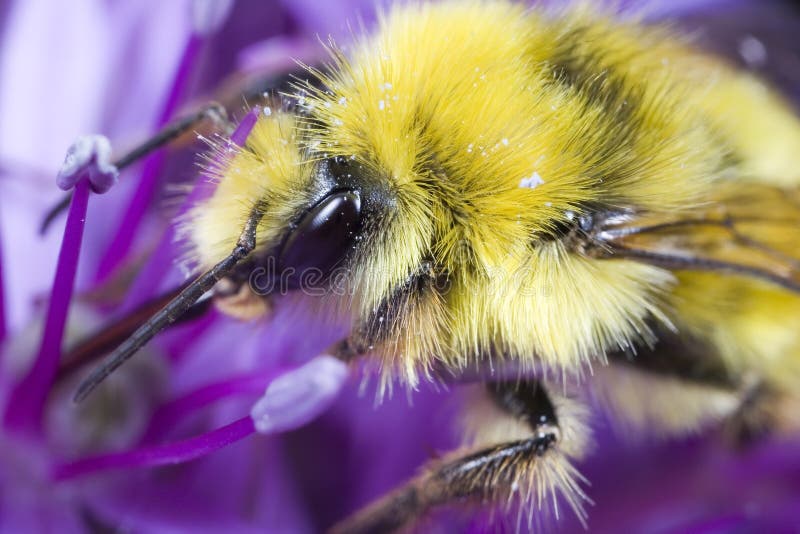 Bumble Bee Gathering Pollen Picture. Image: 5433972