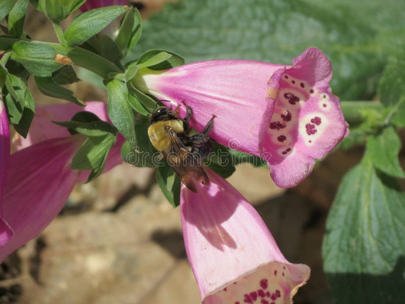 Bumble Bee stock photo. Image of nuisance, hives, flowers - 63831690