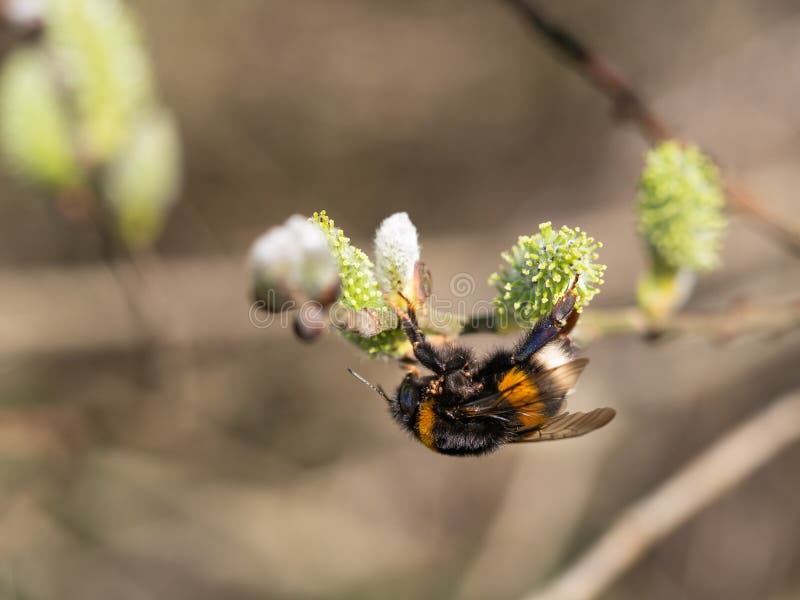 Bumble-bee Feeding on Catkin in Spring Stock Photo - Image of ...