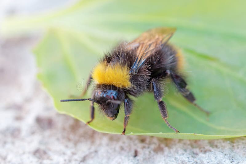 Bumble bee on a leaf stock image. Image of bumble, leaf - 56031689