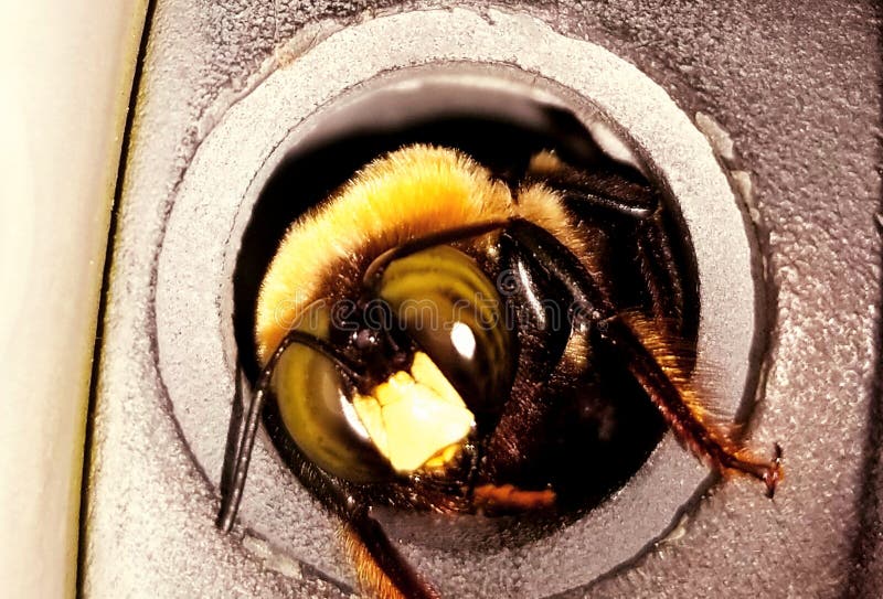 Bumble bee stock photo. Image of closeup, flying, night - 153941380