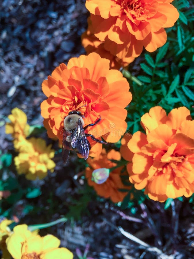 Bumble Bee on an Orange Flower Stock Photo - Image of apoidea, petal ...