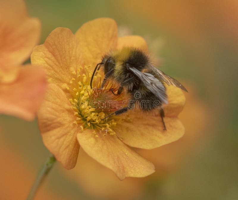 Bumble Bee on the Orange Geum Flower Stock Photo - Image of flower ...