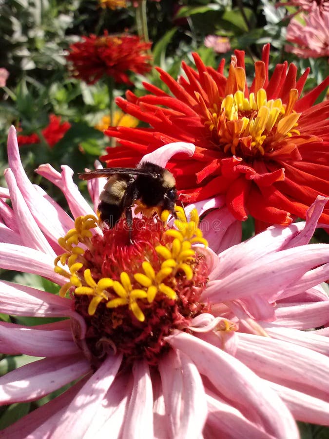 Bumble Bee on Pink stock image. Image of bumble, flower - 142069075