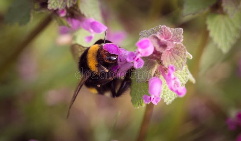 Bumble Bee On Pink Floower Picture. Image: 83012300