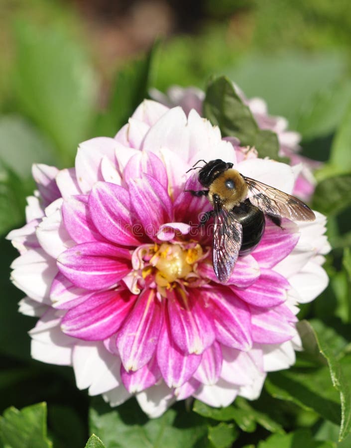 Bumble bee stock photo. Image of white, bumble, flower - 42153680