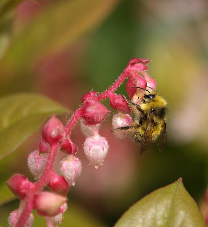 Bumble Bee on Pink Flower stock image. Image of collects - 6774621