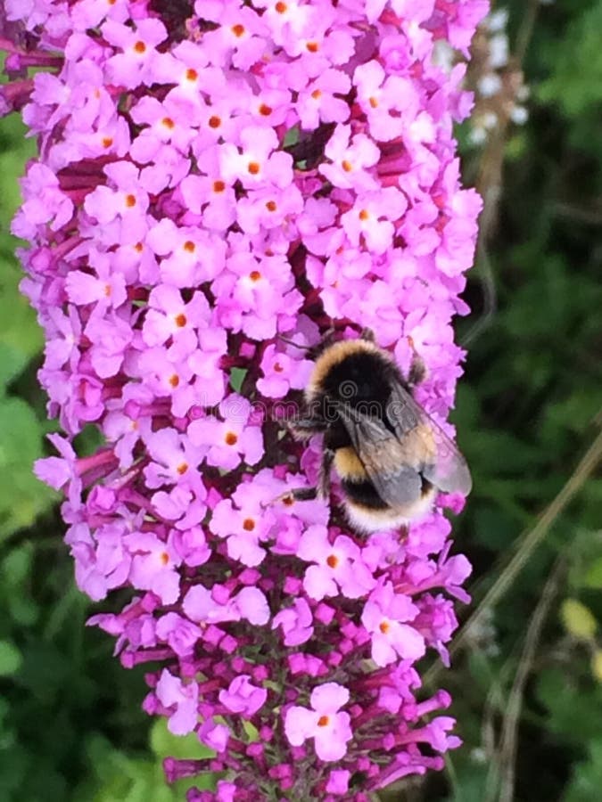 Bumble bee on pink flower stock photo. Image of nectar - 99301066