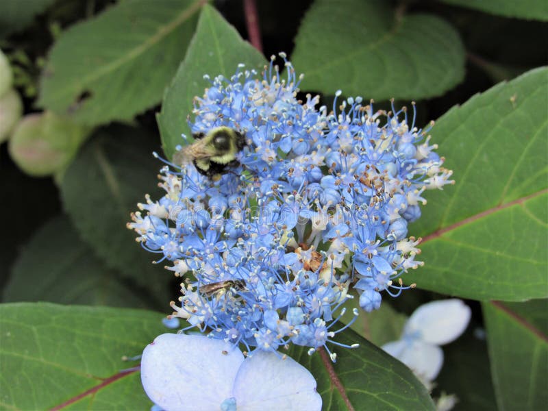 Bumble Bee Pollinating a Hydrangea Flower Stock Photo - Image of ...