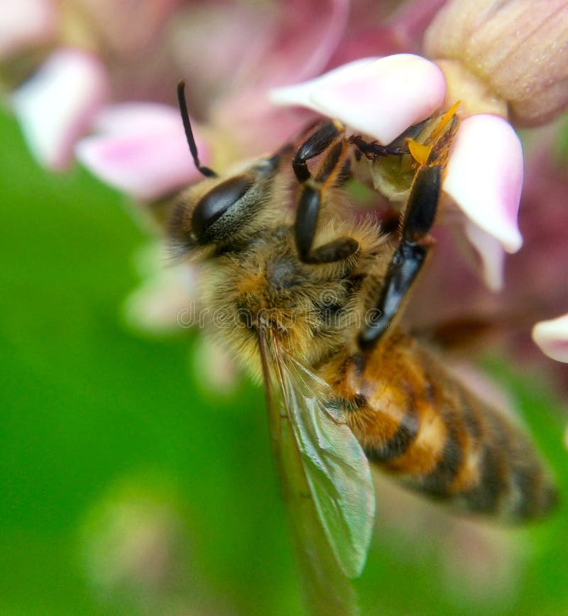 Bee pollinating a flower stock photo. Image of hexapod - 215549588