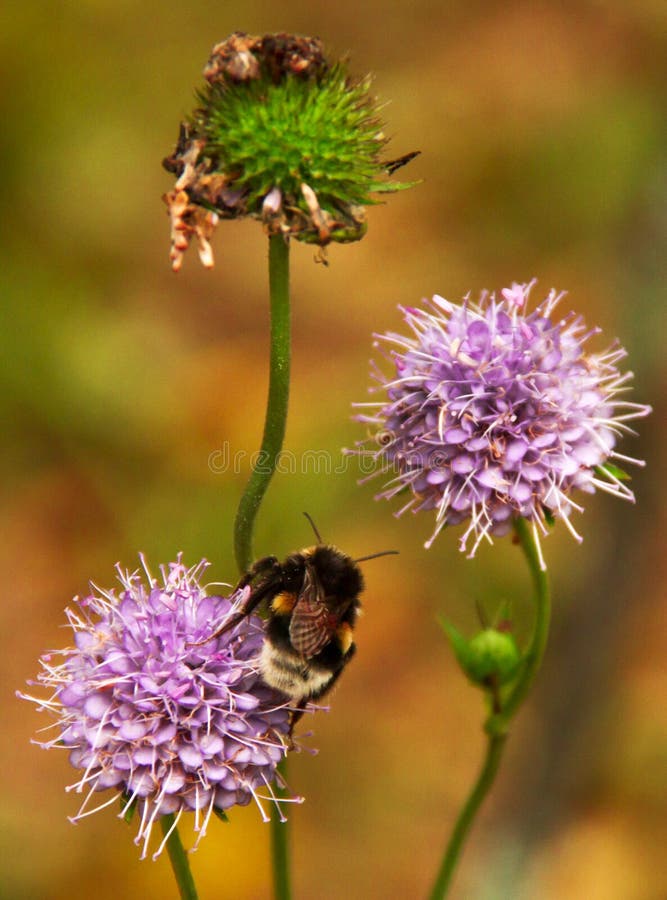 The bumble-bee stock photo. Image of flowers, insects - 33658032
