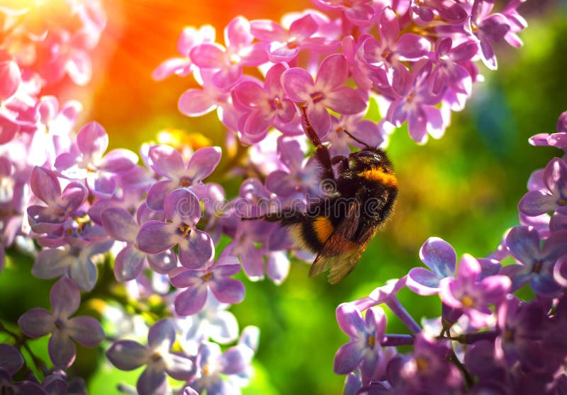Bumble Bee Pollinating a Flower Lilac at Sunset Stock Photo - Image of ...