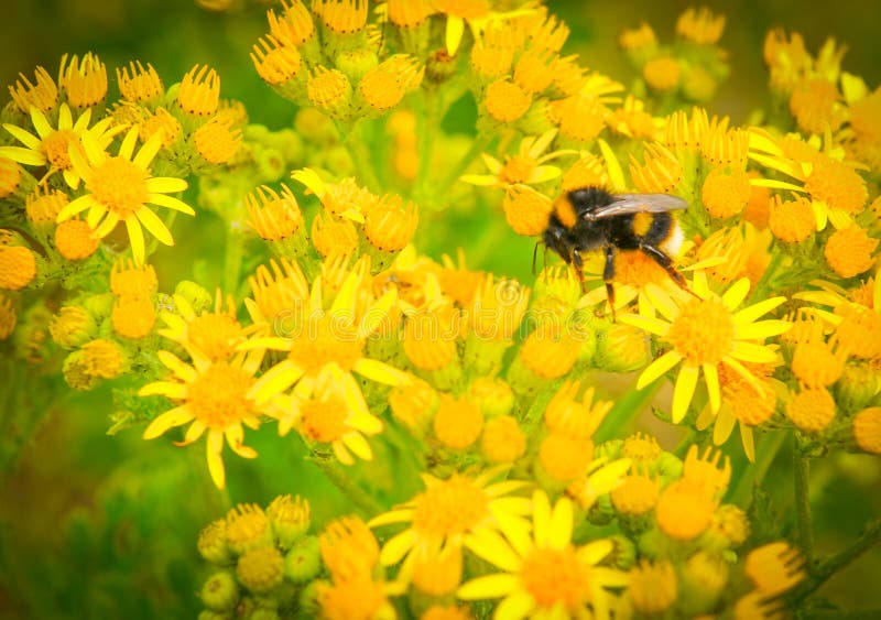 Bumble Bee Pollinating Flowers Stock Photo - Image of texture, spring ...