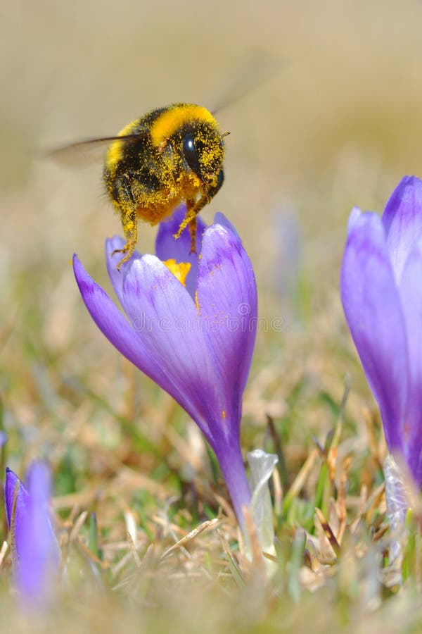 Bumble bee stock image. Image of spring, bumble, insect - 39942235