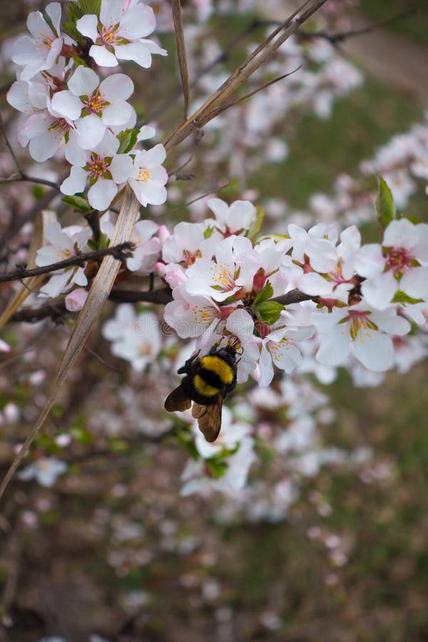 Bumble Bee Pollinating White Flower of Manchu Cherry Stock Photo ...