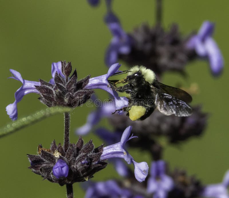 A Bumble Bee Pollinating Wild Flowers Stock Image - Image of plant ...