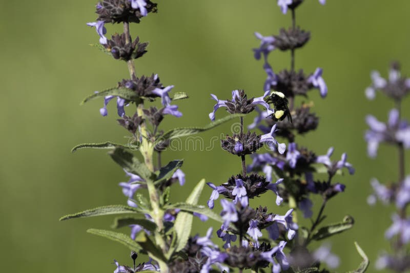 A Bumble Bee Pollinating Wild Flowers Stock Image - Image of buzzing ...