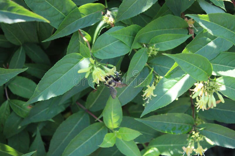 Bumble Bee Pollinating Yellow Flowers in the Garden. Stock Image ...