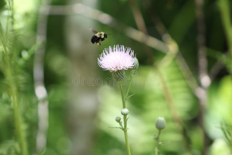 Bumble Bee Pollination in Spring Stock Image - Image of bumble, woods ...