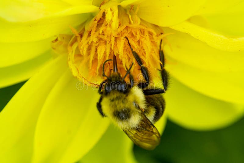 Bumble Bee Probing for Dahlia Nectar with a Thick Proboscis Stock Image ...