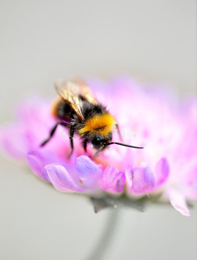 Bumble Bee on Purple Flower Stock Image - Image of animal, flower: 32158453