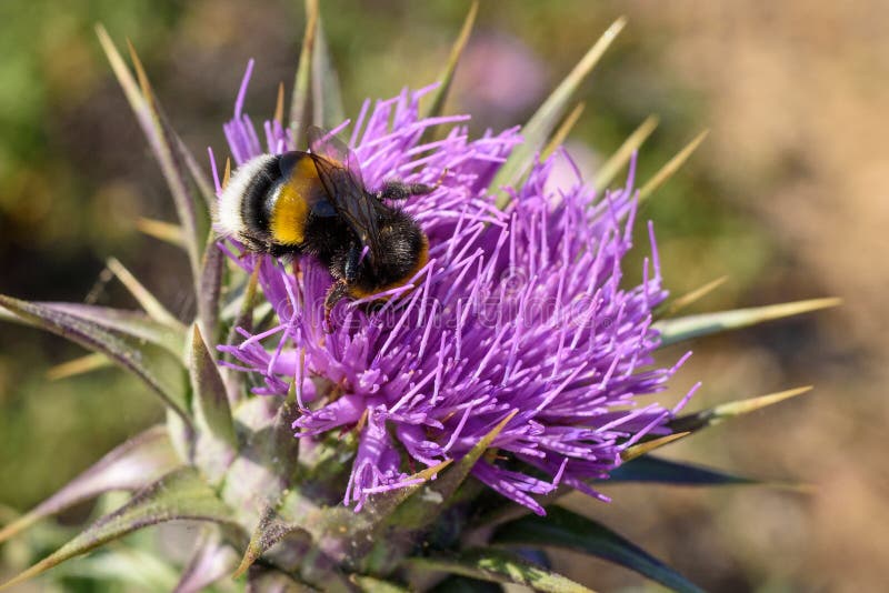 Bumble Bee on Purple Flower Stock Photo - Image of bright, insect: 96620742