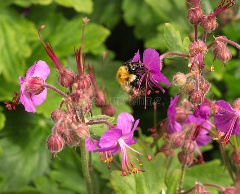 Bumble Bee on Purple Geranium Stock Photo - Image of nature, purple ...