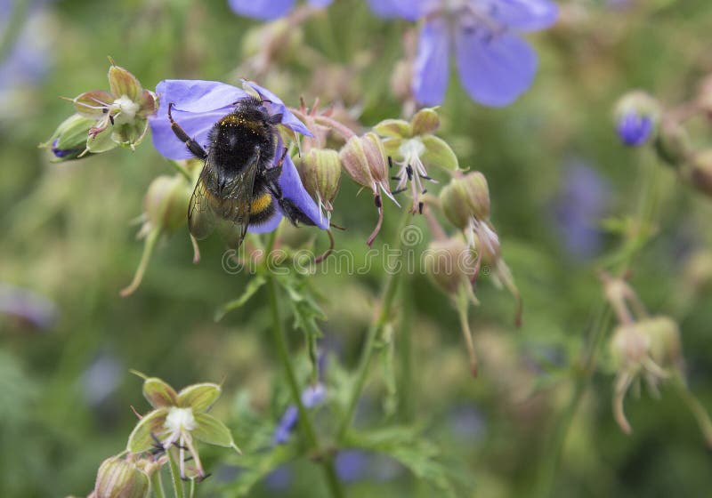 Bumble Bee on Purple/lilac Geranium Stock Photo - Image of nectar ...