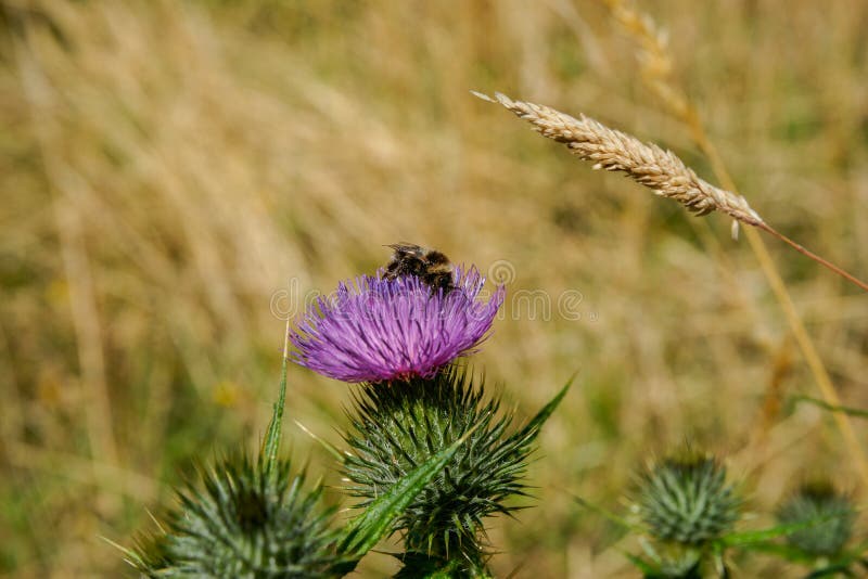 Bumble Bee on Purple Scotch Thistle Flower. Stock Image - Image of ...