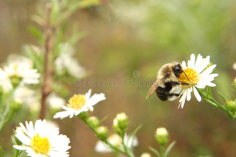 Bumble Bee Resting For A Moment Stock Photo - Image of nature ...