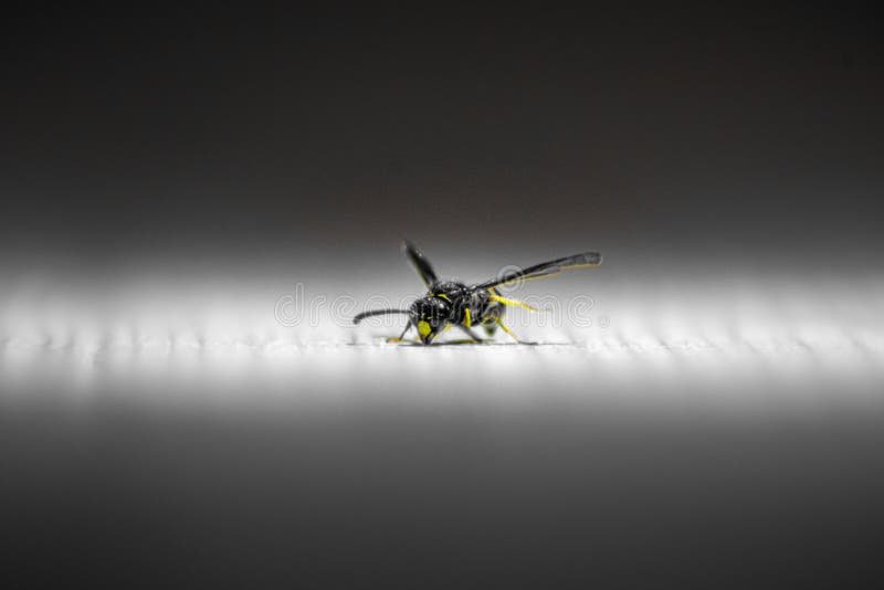 Bumble Bee Resting on Floor Macro Stock Photo - Image of animal, green ...