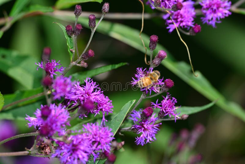 Bumble Bee Resting For A Moment Stock Photo - Image of nature ...