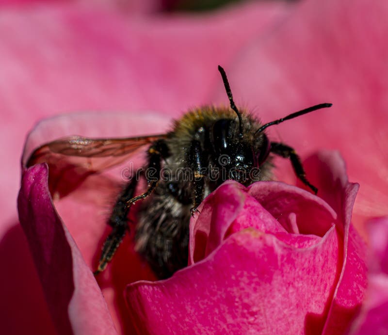 Bumble Bee Resting Inside a Pink Rose Stock Photo - Image of necter ...