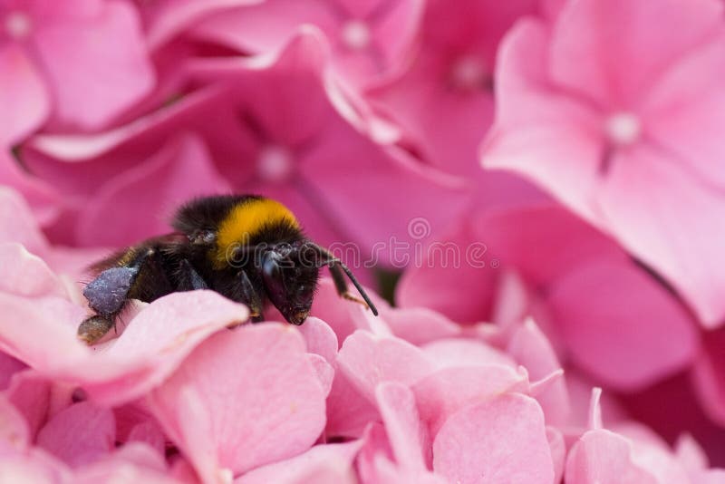Bumble Bee Resting For A Moment Stock Photo - Image of nature ...