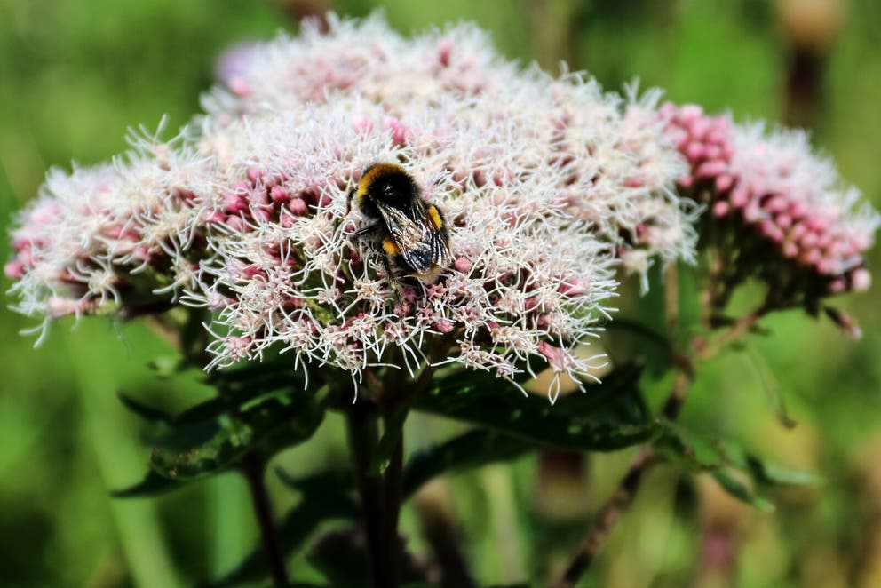 Bumble Bee Resting on a Wild Flower Stock Image - Image of flower ...