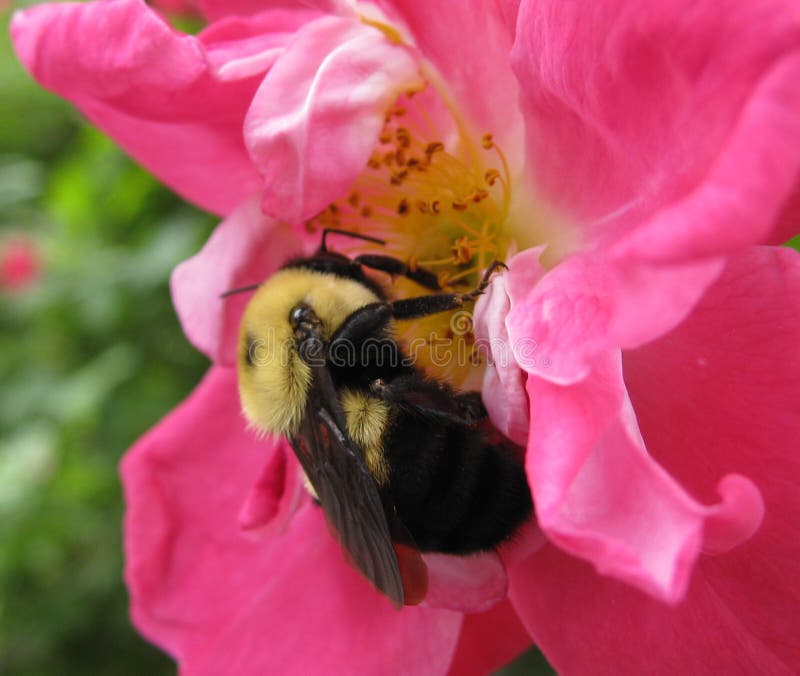 Bumble Bee on the Rose stock photo. Image of rose, colour - 5096072