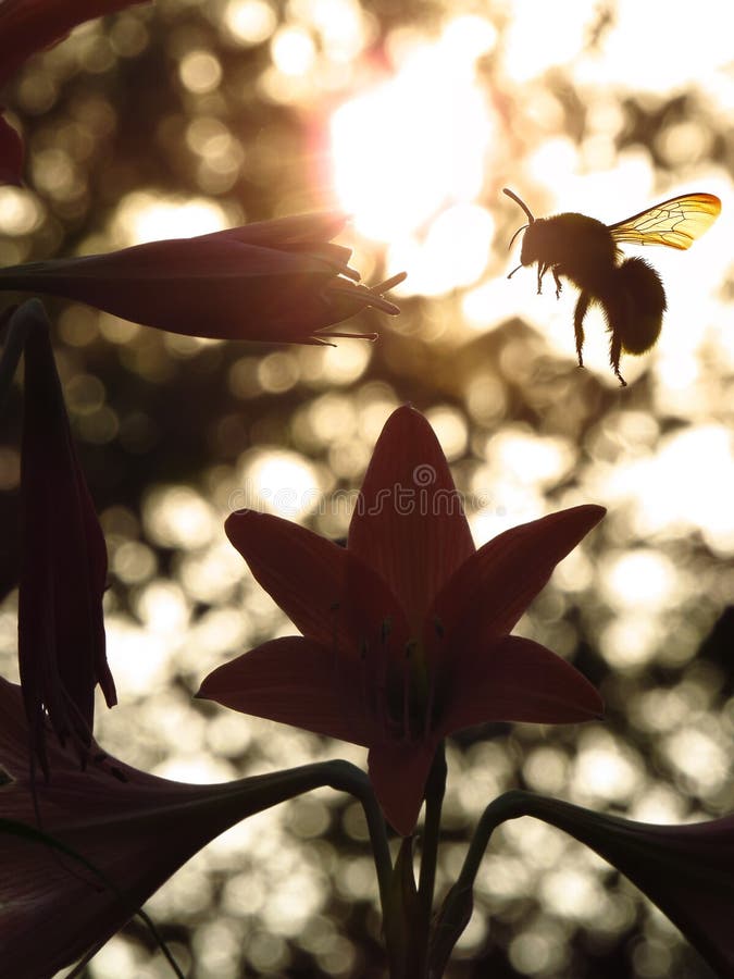 Bumble bee Silhouette stock photo. Image of shaped, lilies - 329711002