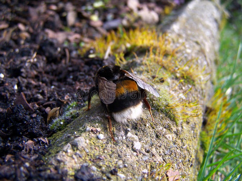 Bumble bee stock image. Image of fluffy, setae, rock - 54582415