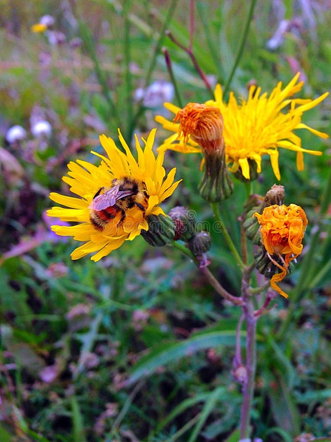 Bumble bee stock image. Image of bumble, fall, pollen - 58978159