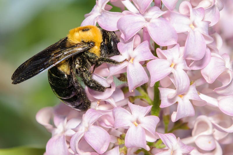 Bumble Bee stock photo. Image of nature, ecology, green - 39168824