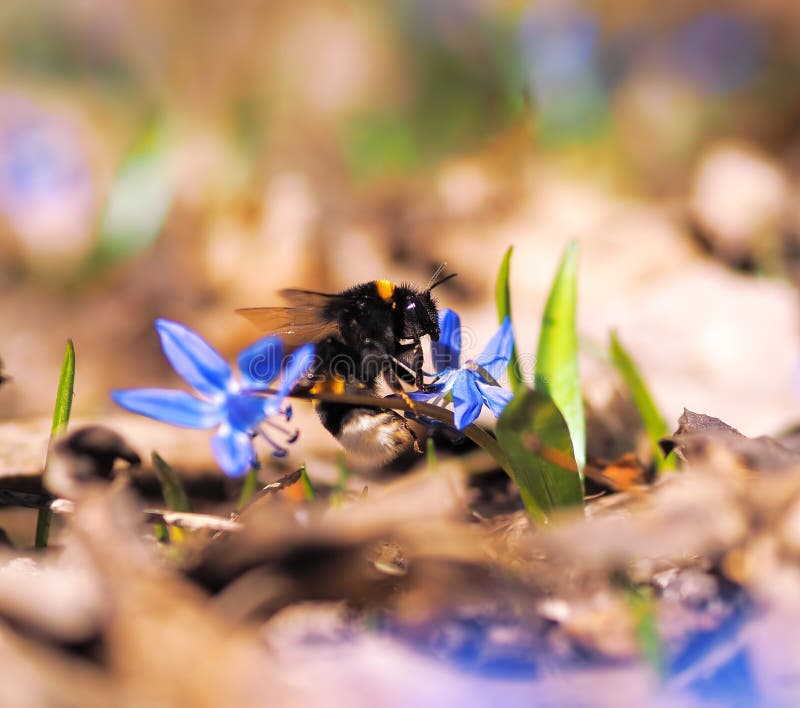 Bumble Bee at Snowdrops at Spring Stock Image - Image of colorful ...