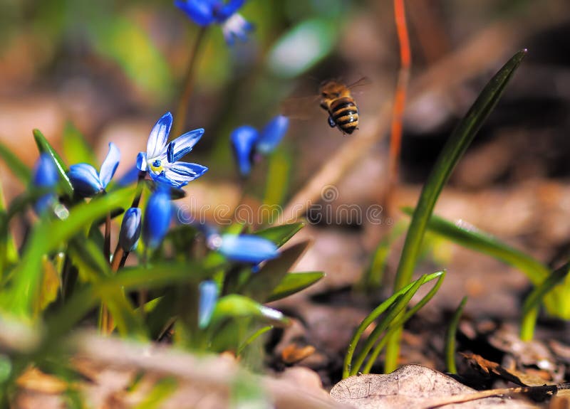 Bumble Bee at Snowdrops at Spring Stock Photo - Image of landing ...