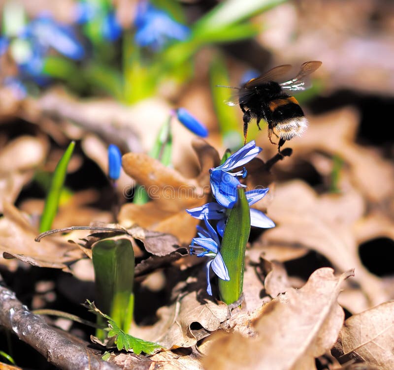 Bumble Bee at Snowdrops at Spring Stock Image - Image of blue, green ...
