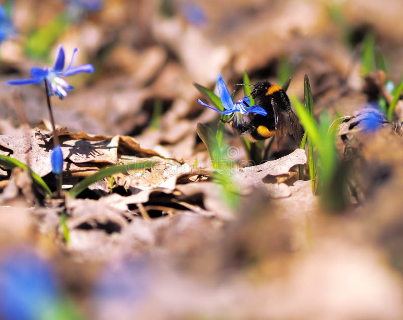 Bumble Bee at Snowdrops at Spring Stock Photo - Image of natural ...