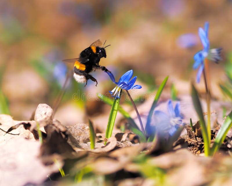 Bumble Bee at Snowdrops at Spring Stock Photo - Image of black ...