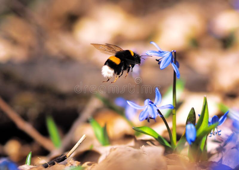 Bumble Bee at Snowdrops at Spring Stock Photo - Image of flight, beauty ...