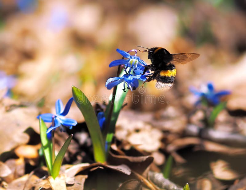 Bumble Bee at Snowdrops at Spring Stock Photo - Image of honey, blue ...