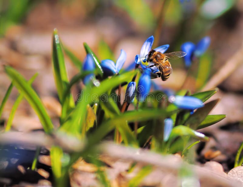 Bumble Bee at Snowdrops at Spring Stock Photo - Image of honey, bumble ...